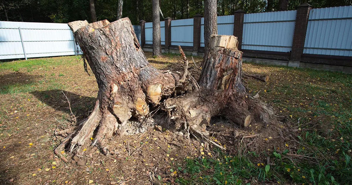 Tree Removal - Crush Excavation - Landscaping & Septic Installation